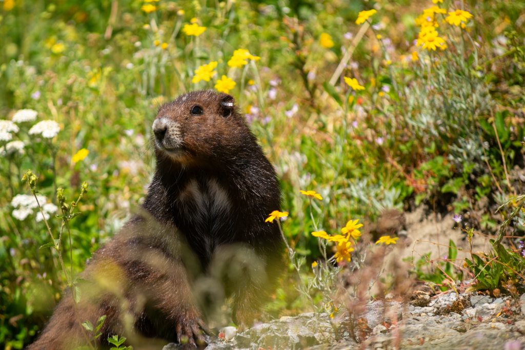 Why the Vancouver Island marmot is having a baby boom – The Discourse.