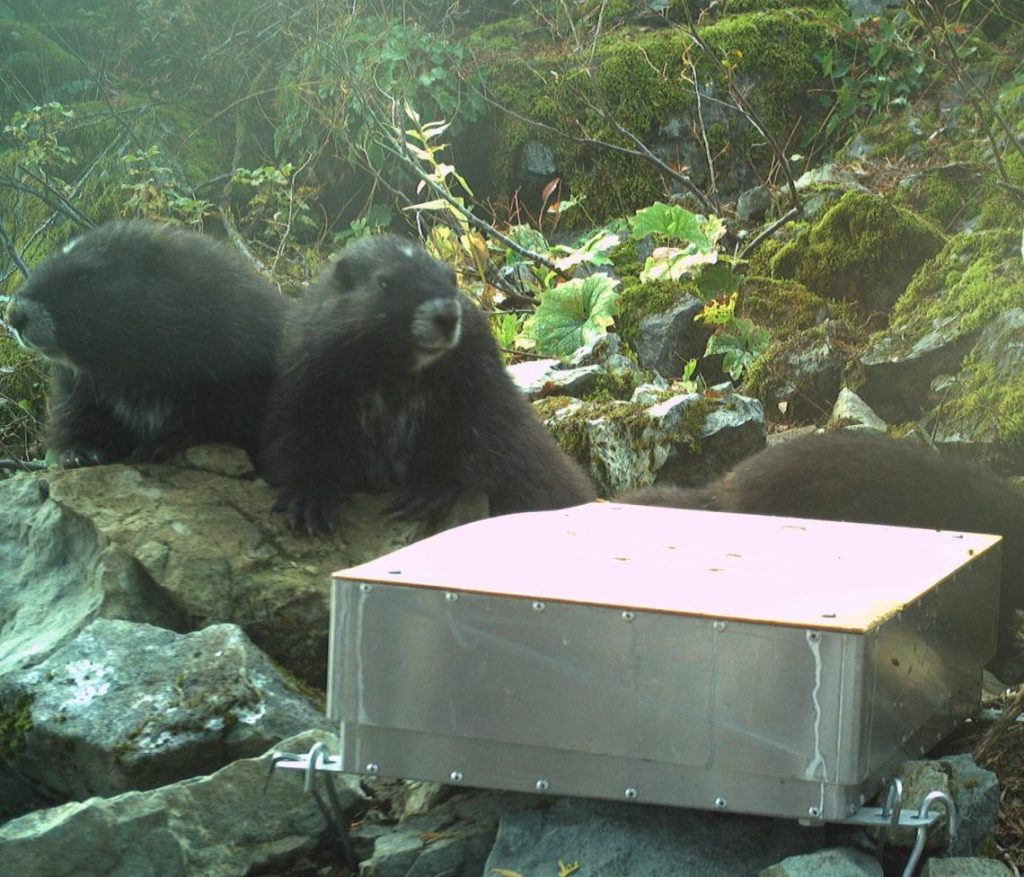 Why the Vancouver Island marmot is having a baby boom – The Discourse.