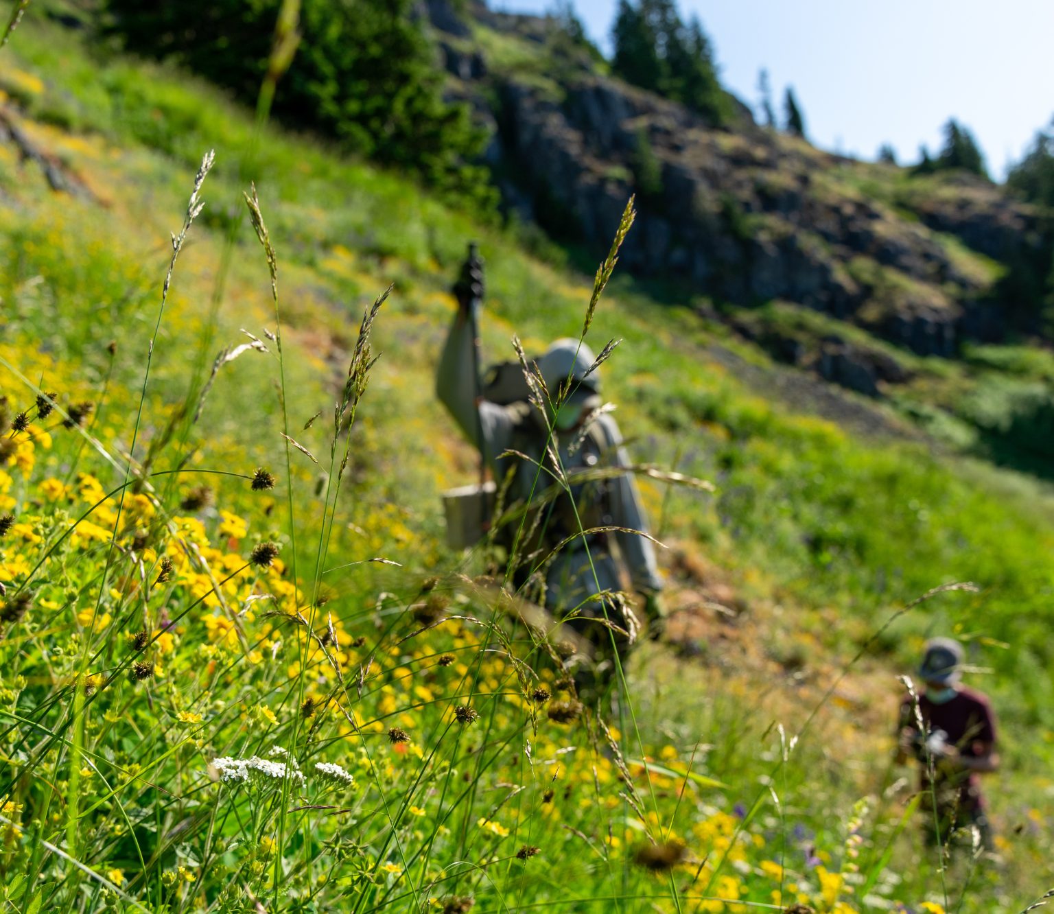 Vancouver Island marmot remains teach us about human history – The ...