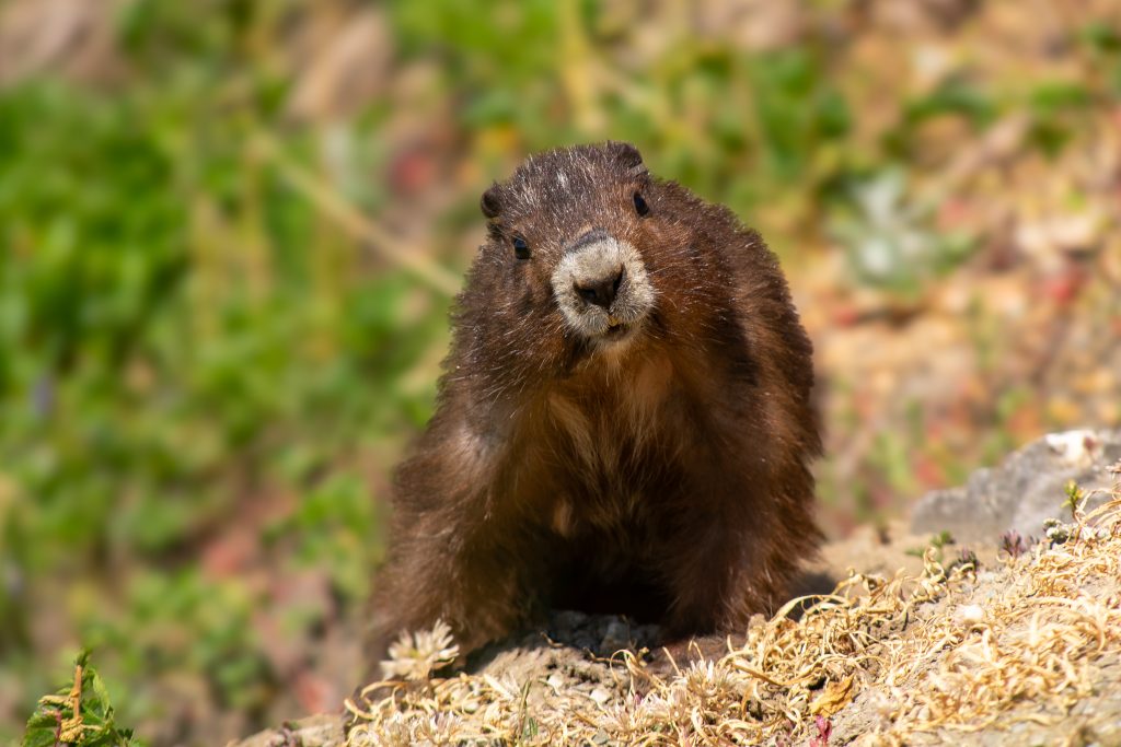 Vancouver Island marmot remains teach us about human history – The ...