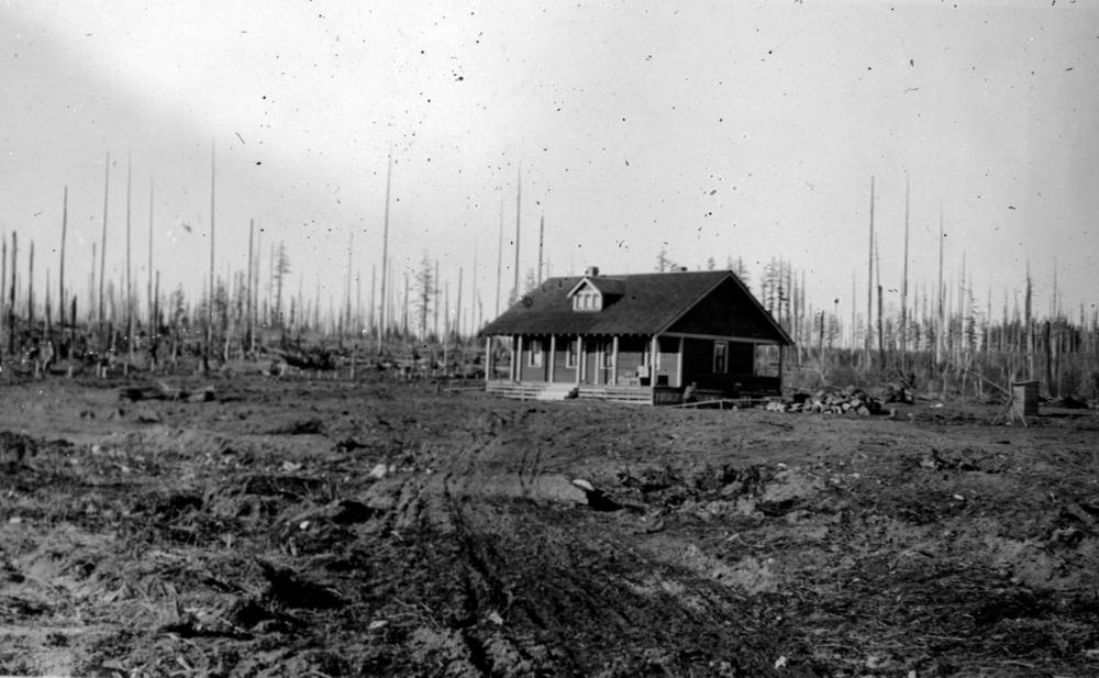 How Merville lost its trees – The Discourse.